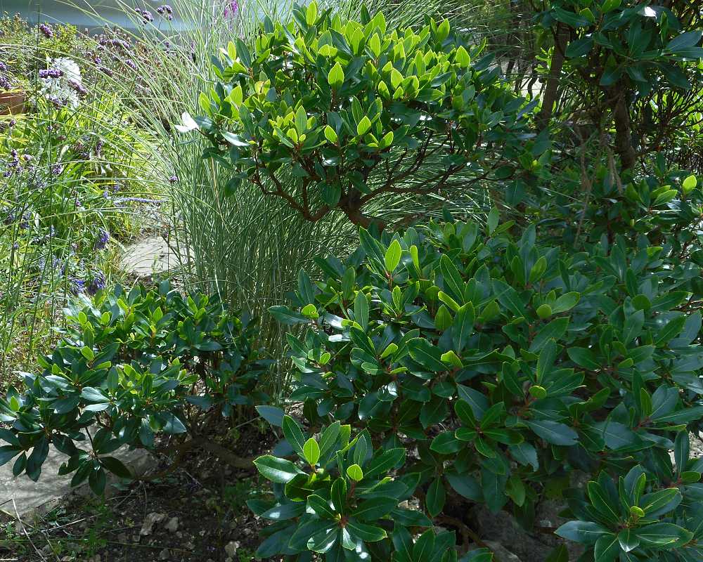 Niwaki Cloud Pruning | Vertopia Gardens