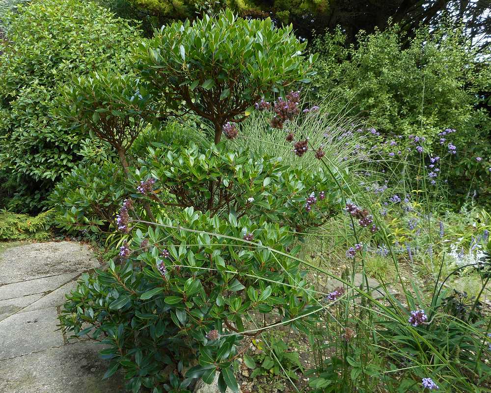Niwaki Cloud Pruning | Vertopia Gardens