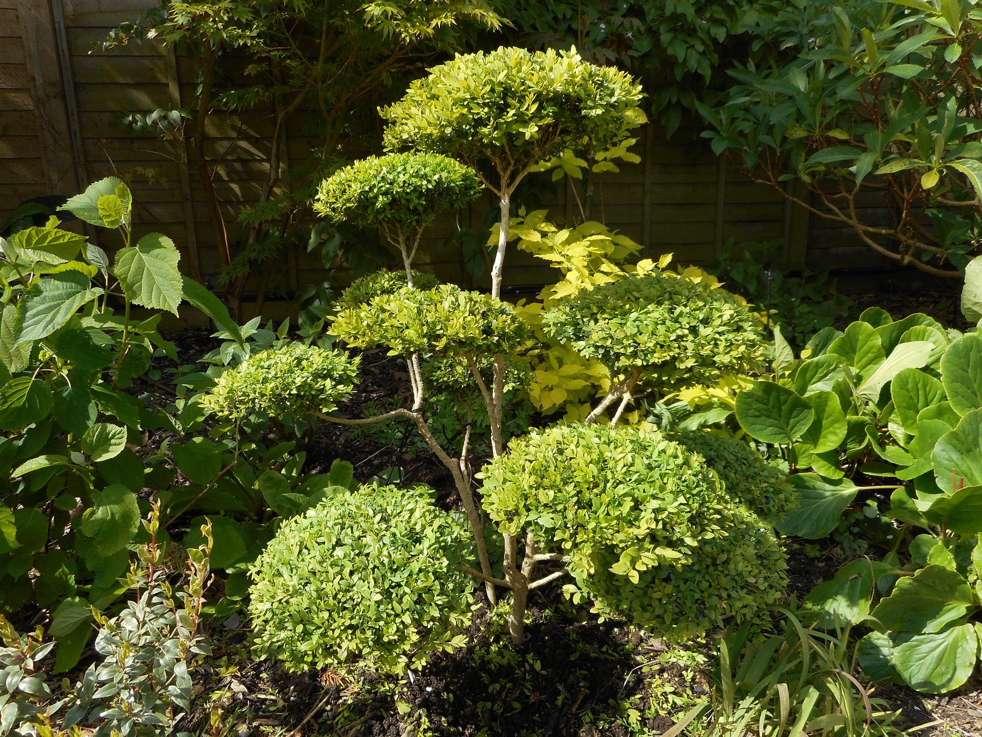 Niwaki Cloud Pruning | Vertopia Gardens