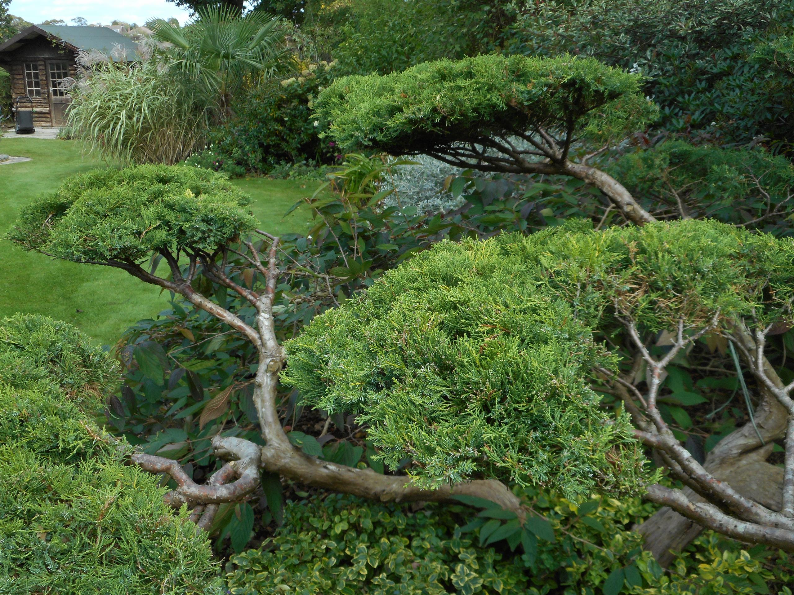 Niwaki Cloud Pruning | Vertopia Gardens
